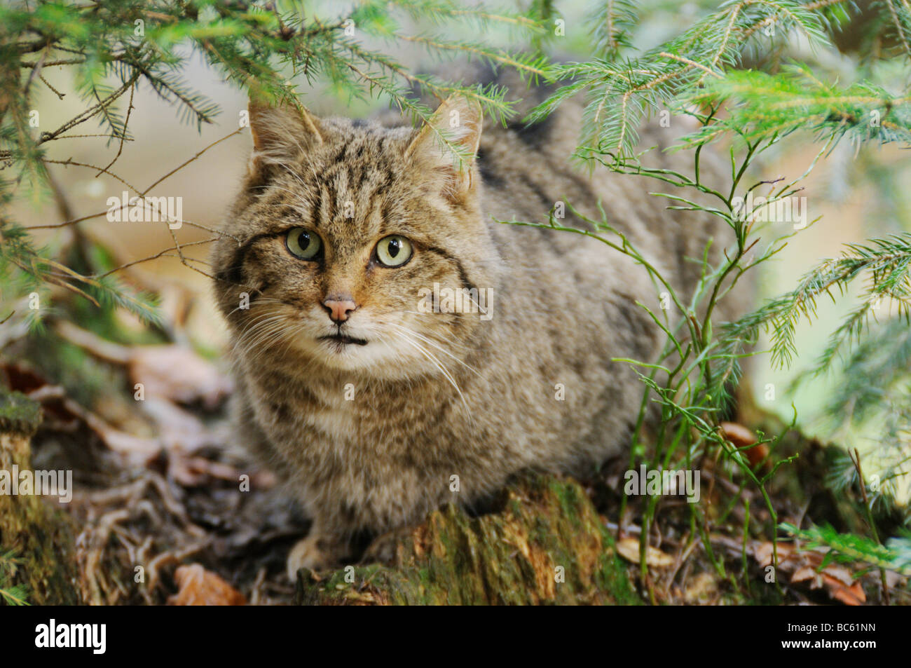 Forest wildcat felis hi-res stock photography and images - Alamy
