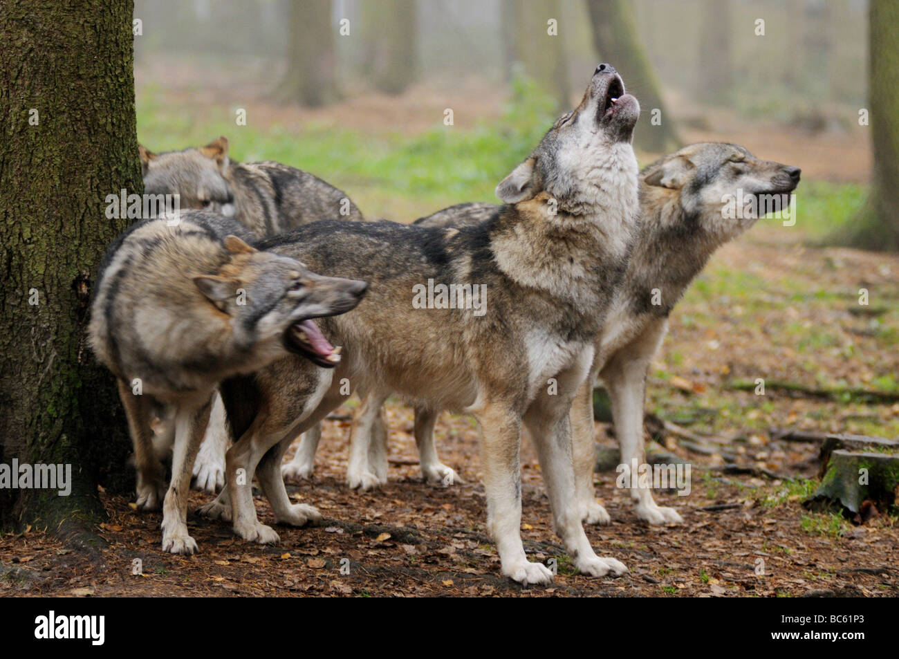 Howling group of wolves hi-res stock photography and images - Alamy