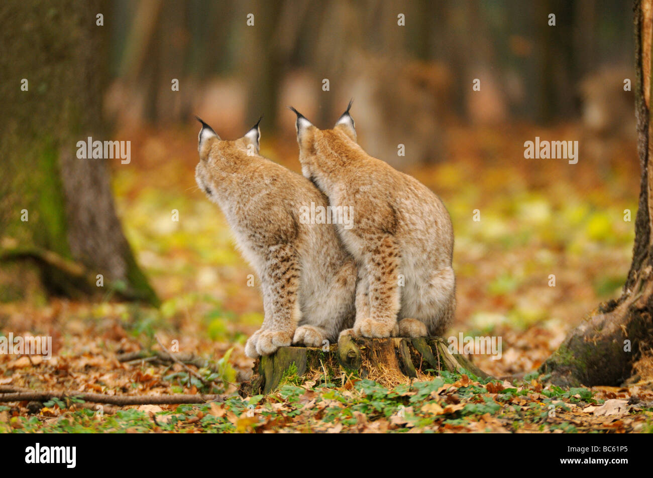 Two bobcats (Lynx rufus) sitting in forest, Bavarian Forest National ...