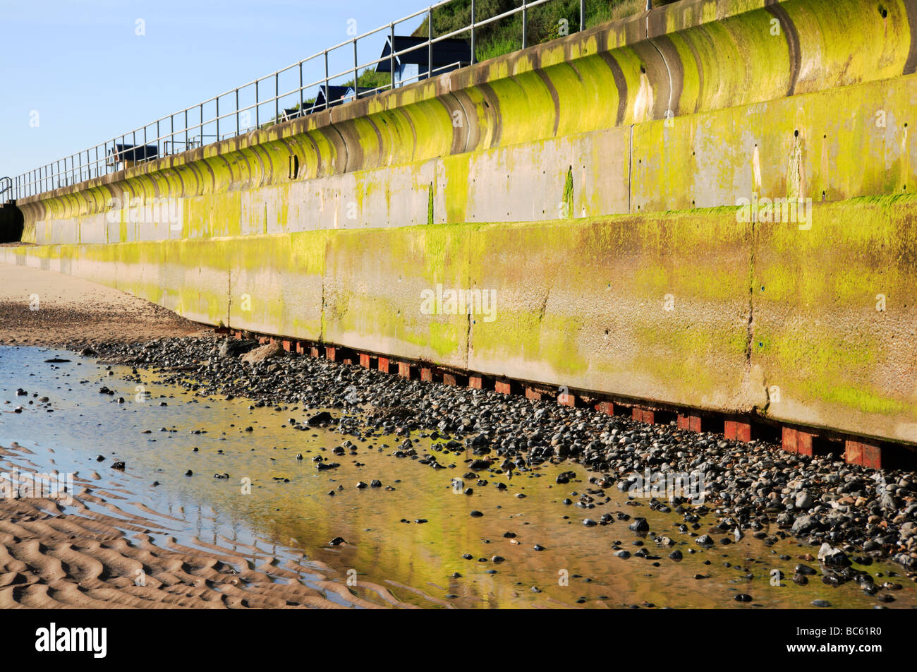 Wall Algae High Resolution Stock Photography and Images - Alamy