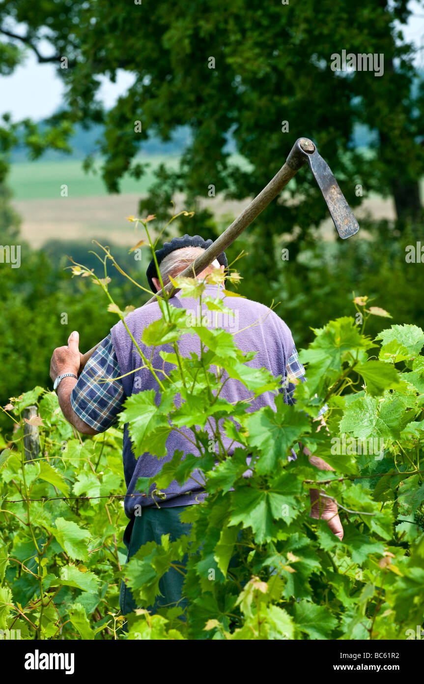 Farmer in his vineyard carrying hoe for weeding - sud-Touraine, France ...