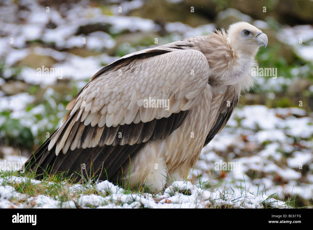 Vulture picture hi-res stock photography and images - Alamy