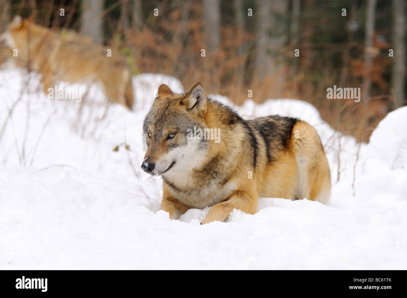 Wolf pictures hi-res stock photography and images - Alamy