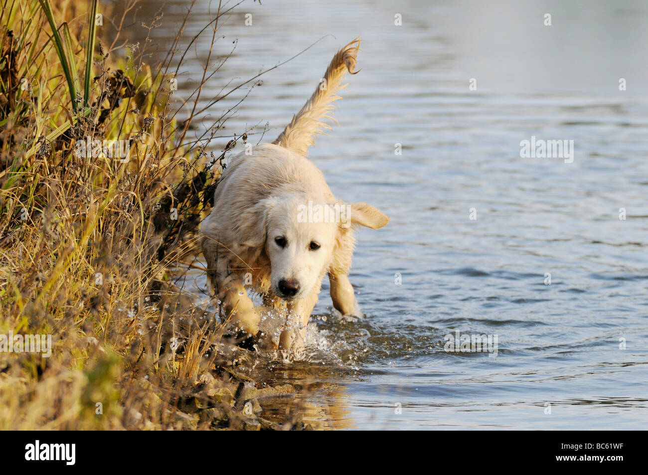 Golden Retriever walking in lake, Franconia, Bavaria, Germany Stock ...