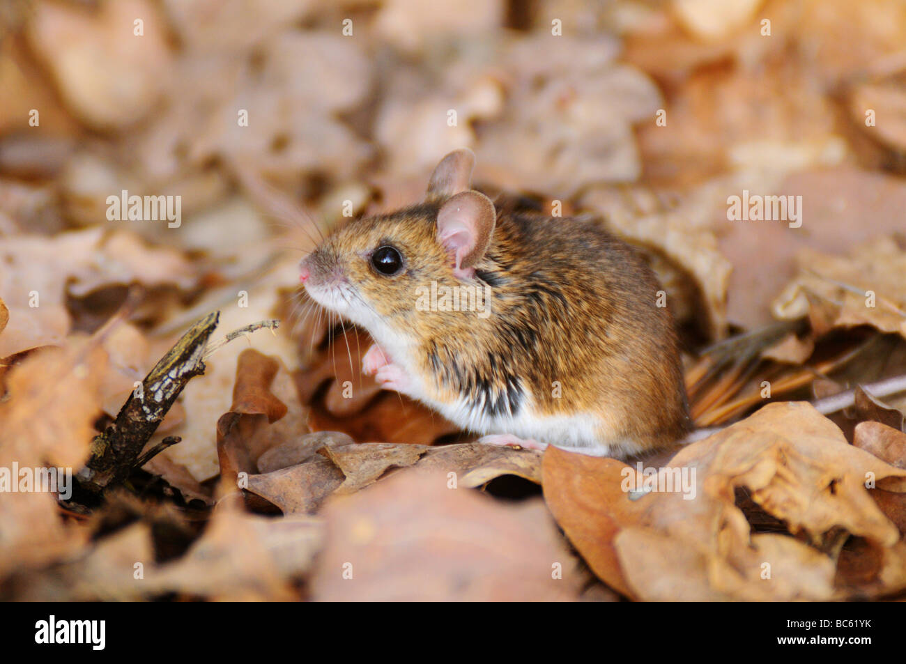 Close-up of Wood mouse (Apodemus sylvaticus) on dry leaves, Bavaria ...