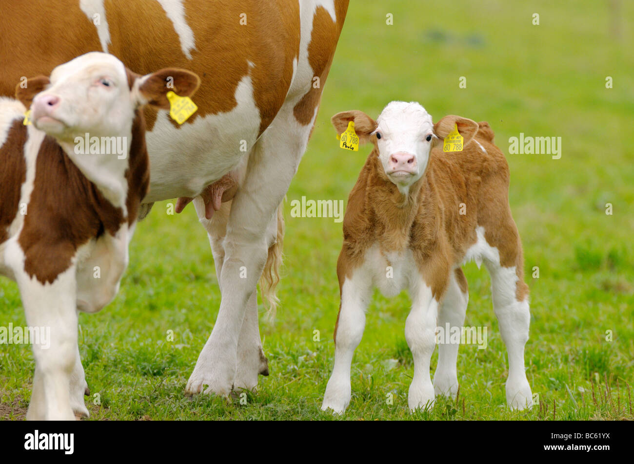 Cow standing with its calves in field, Franconia, Bavaria, Germany ...