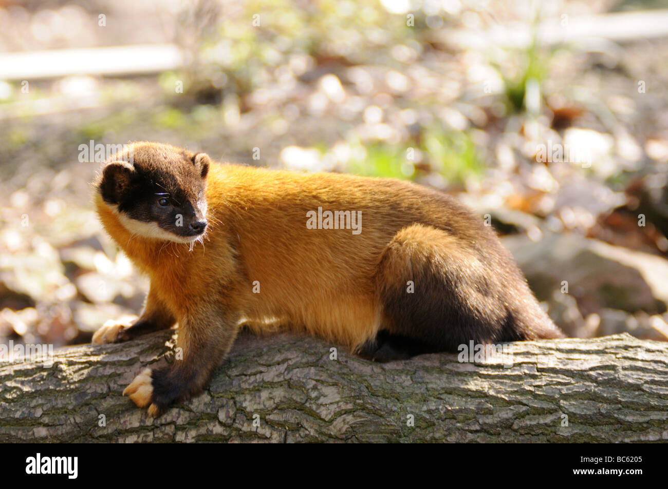 Close-up of Yellow-throated Marten (Martes flavigula) on log Stock ...