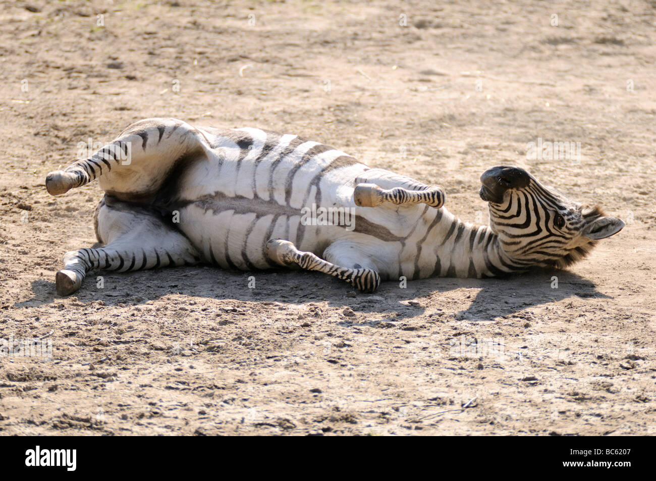 Full body of zebra hi-res stock photography and images - Alamy