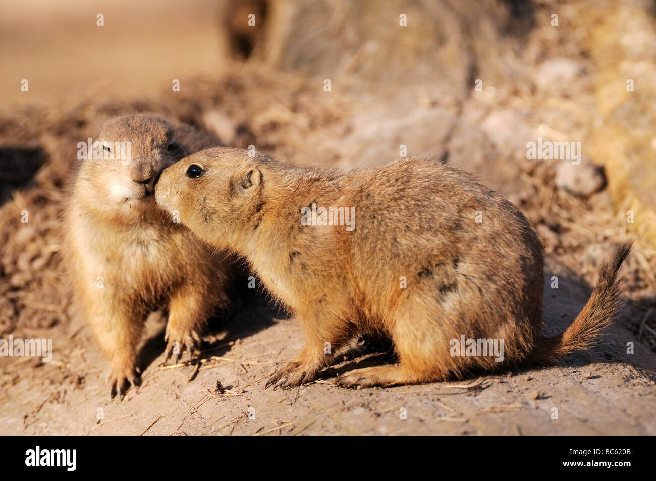 Photos of dogs hi-res stock photography and images - Alamy