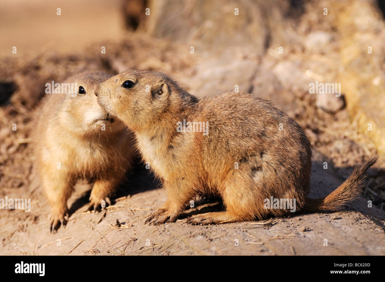 Two tailed animals hi-res stock photography and images - Alamy