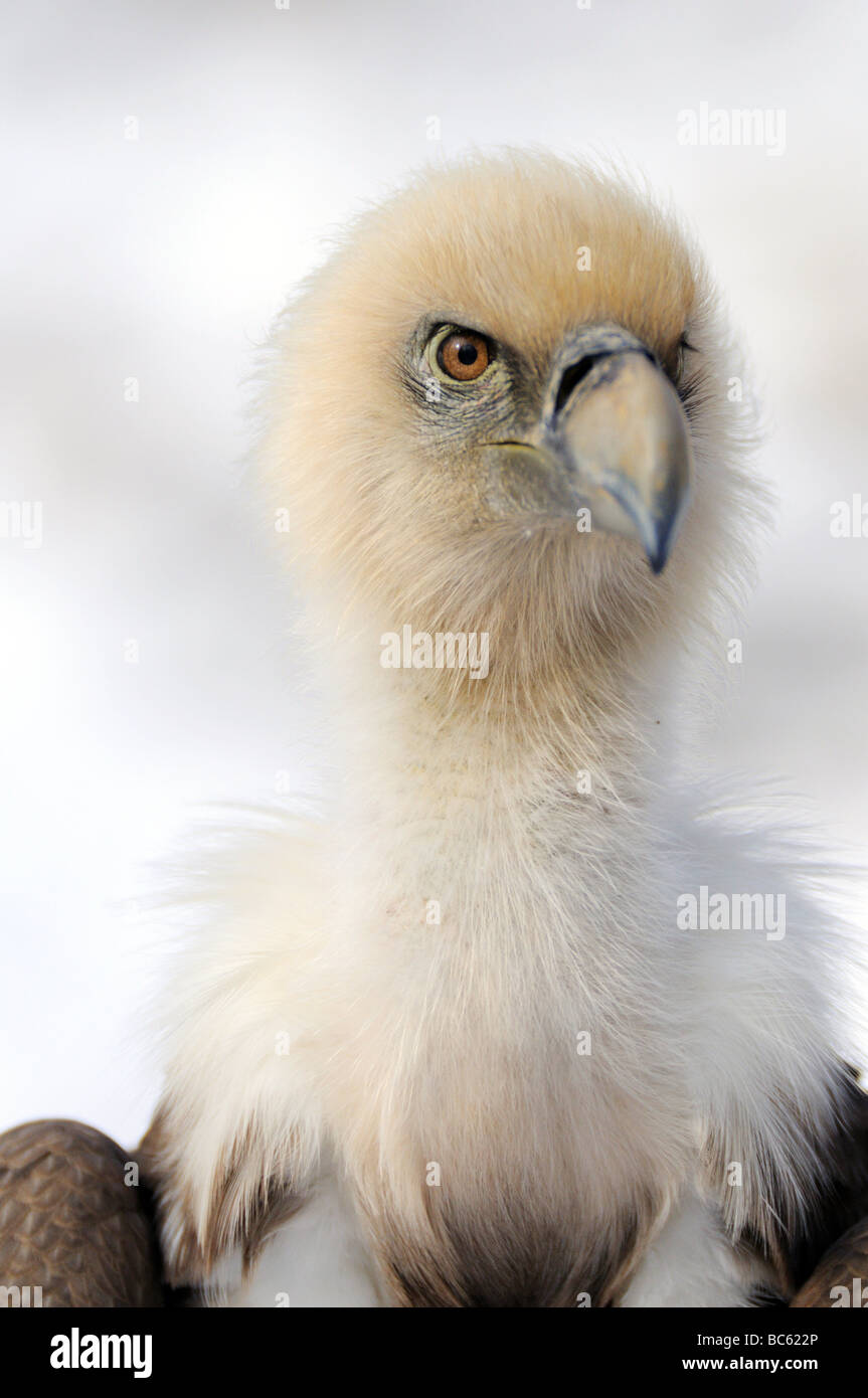Vulture photographs hi-res stock photography and images - Alamy