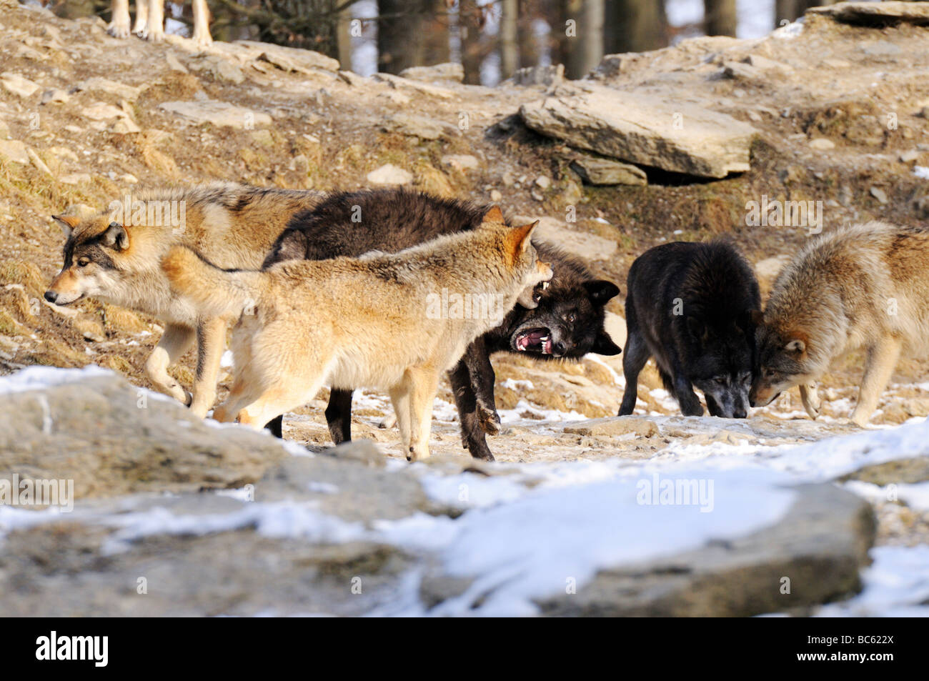 Wolf hierarchy hi-res stock photography and images - Alamy
