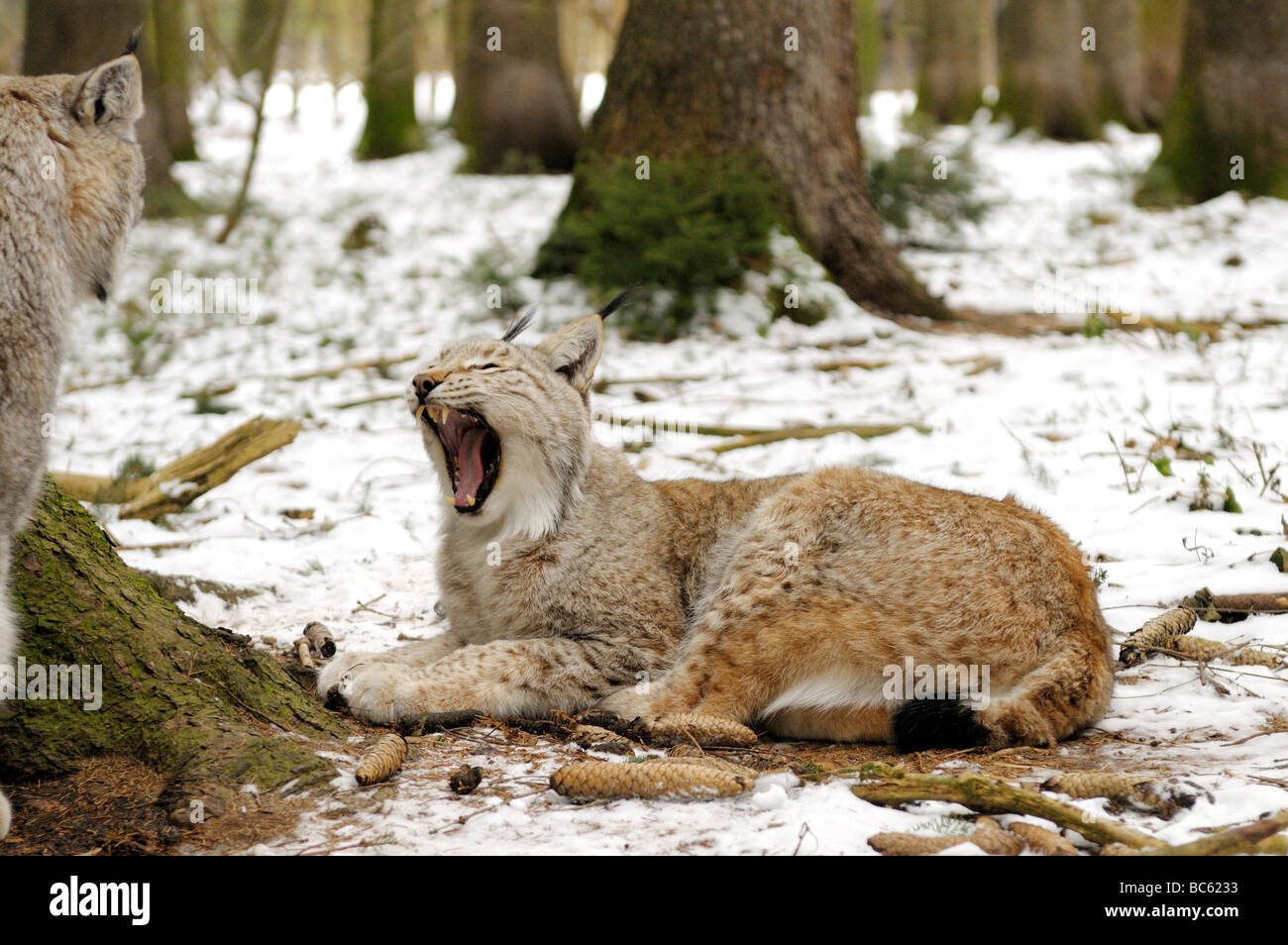 Lynx picture hi-res stock photography and images - Alamy