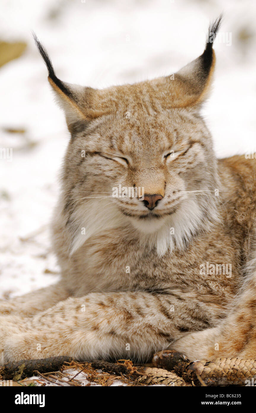 Lynx Animal Growling High Resolution Stock Photography and Images - Alamy