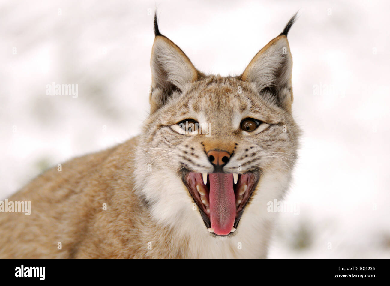 Lynx animal growling hi-res stock photography and images - Alamy