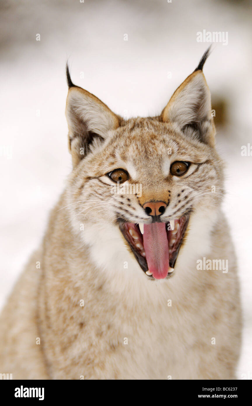 Lynx growl hi-res stock photography and images - Alamy