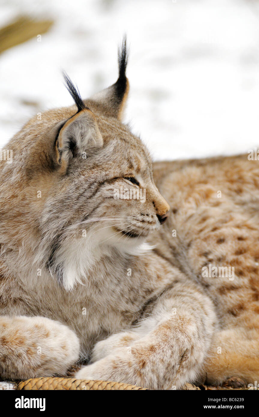 Lynx pictures hi-res stock photography and images - Alamy