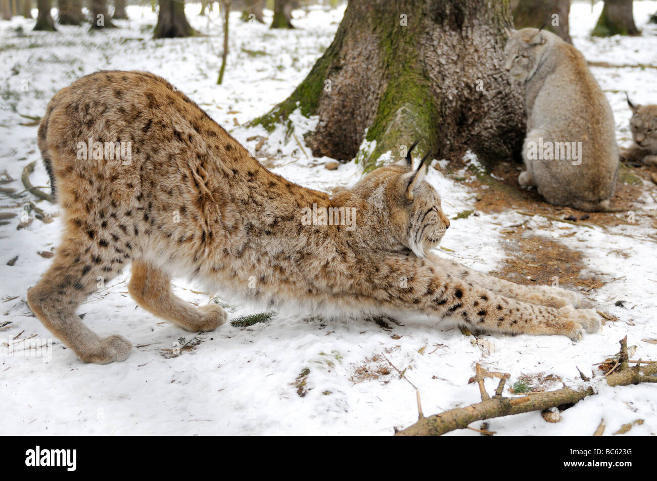 Lynx pictures hi-res stock photography and images - Alamy