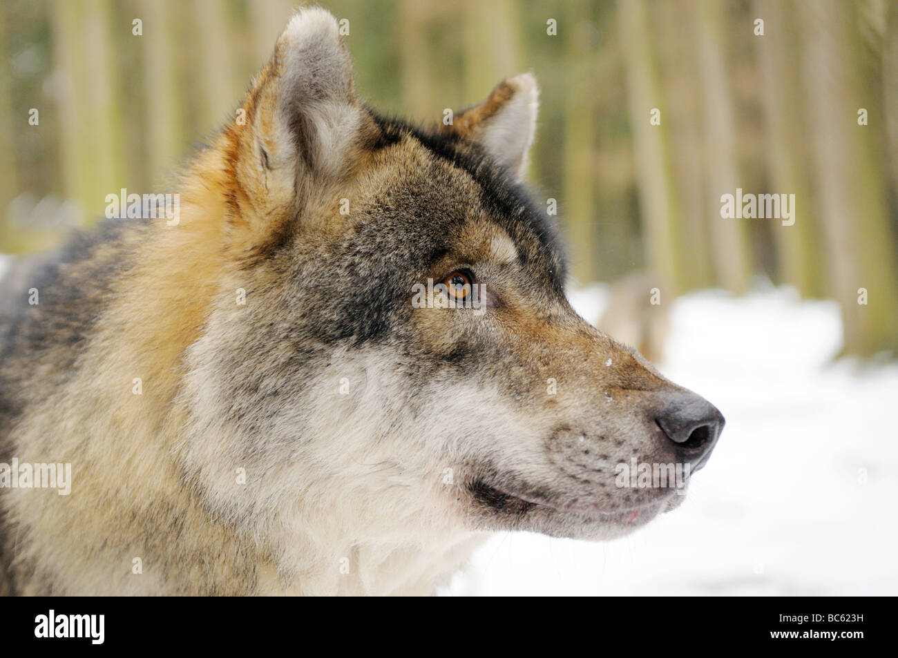 Wolf side profile hi-res stock photography and images - Alamy