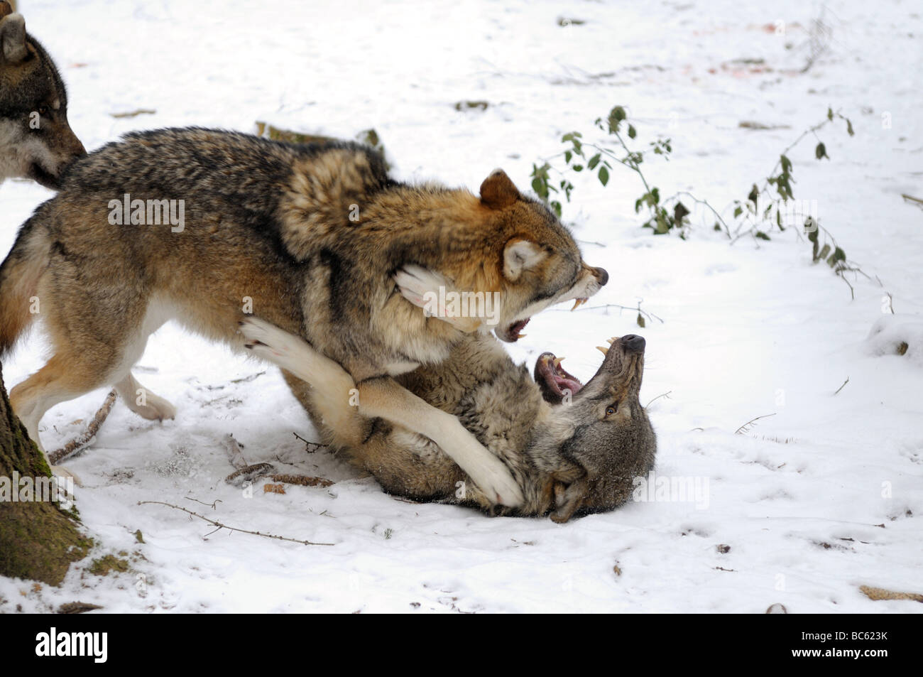 Grey wolves fighting in snow hi-res stock photography and images - Alamy