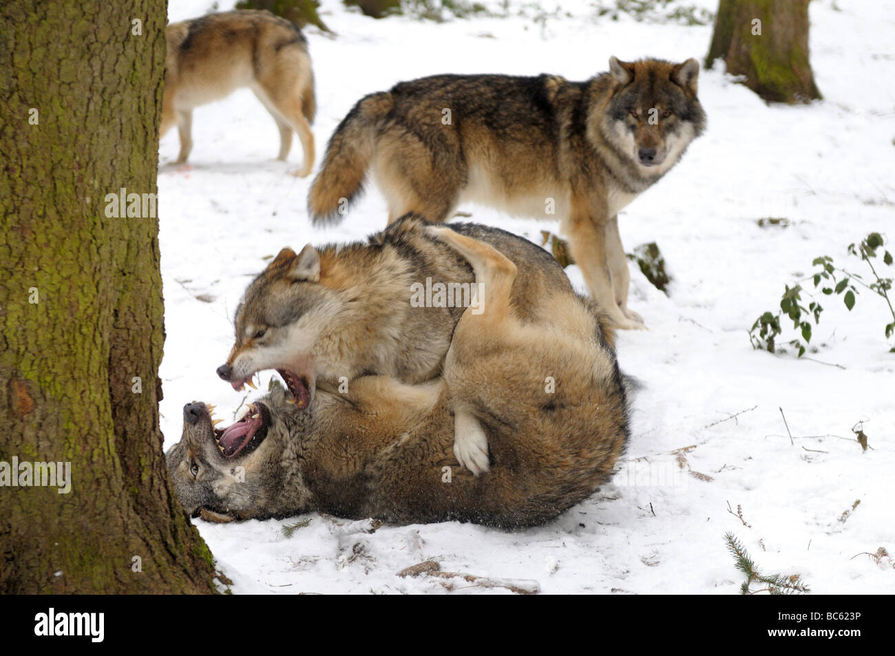 Grey wolves fighting in snow hi-res stock photography and images - Alamy
