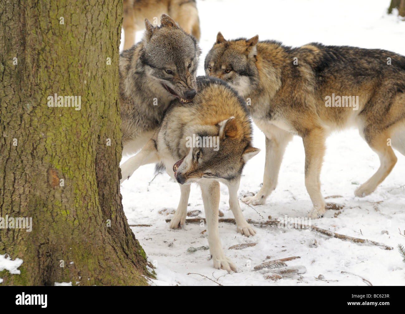 Grey wolves (Canis lupus) fighting in forest Stock Photo - Alamy