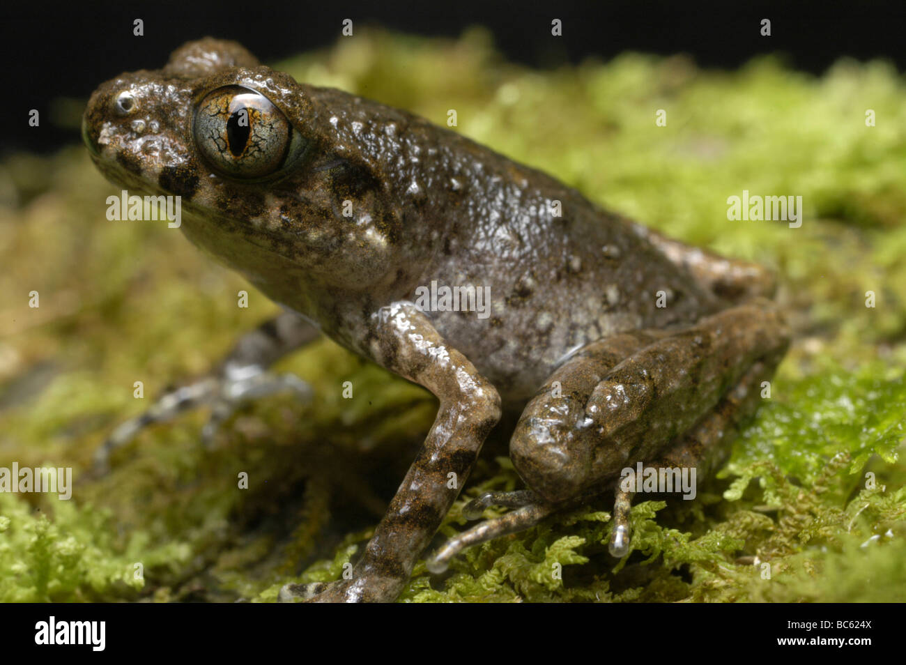 Philippine Flat Headed Frog