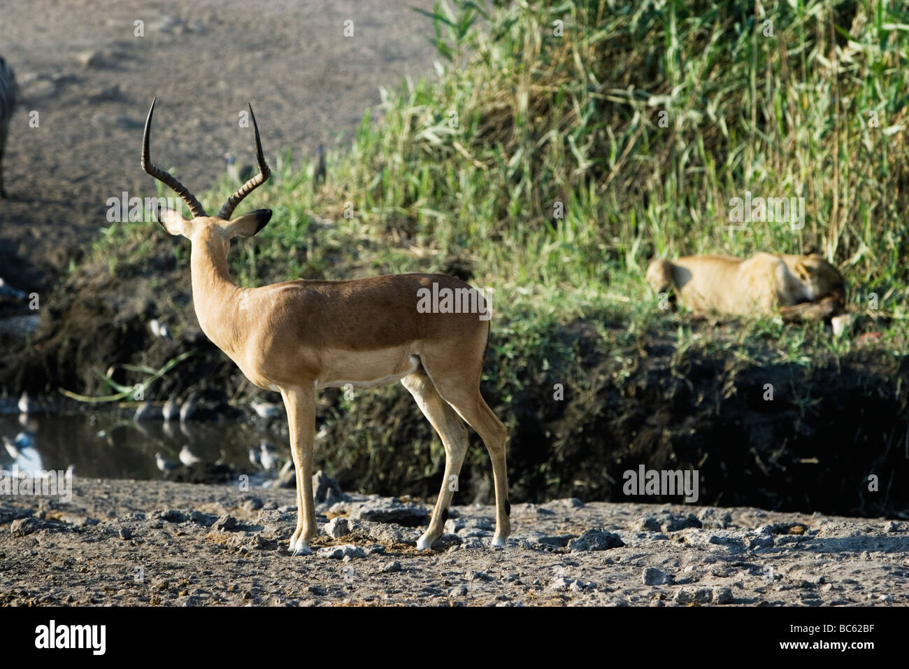 A springbok antelope watching a dining lion in Etosha National Park ...