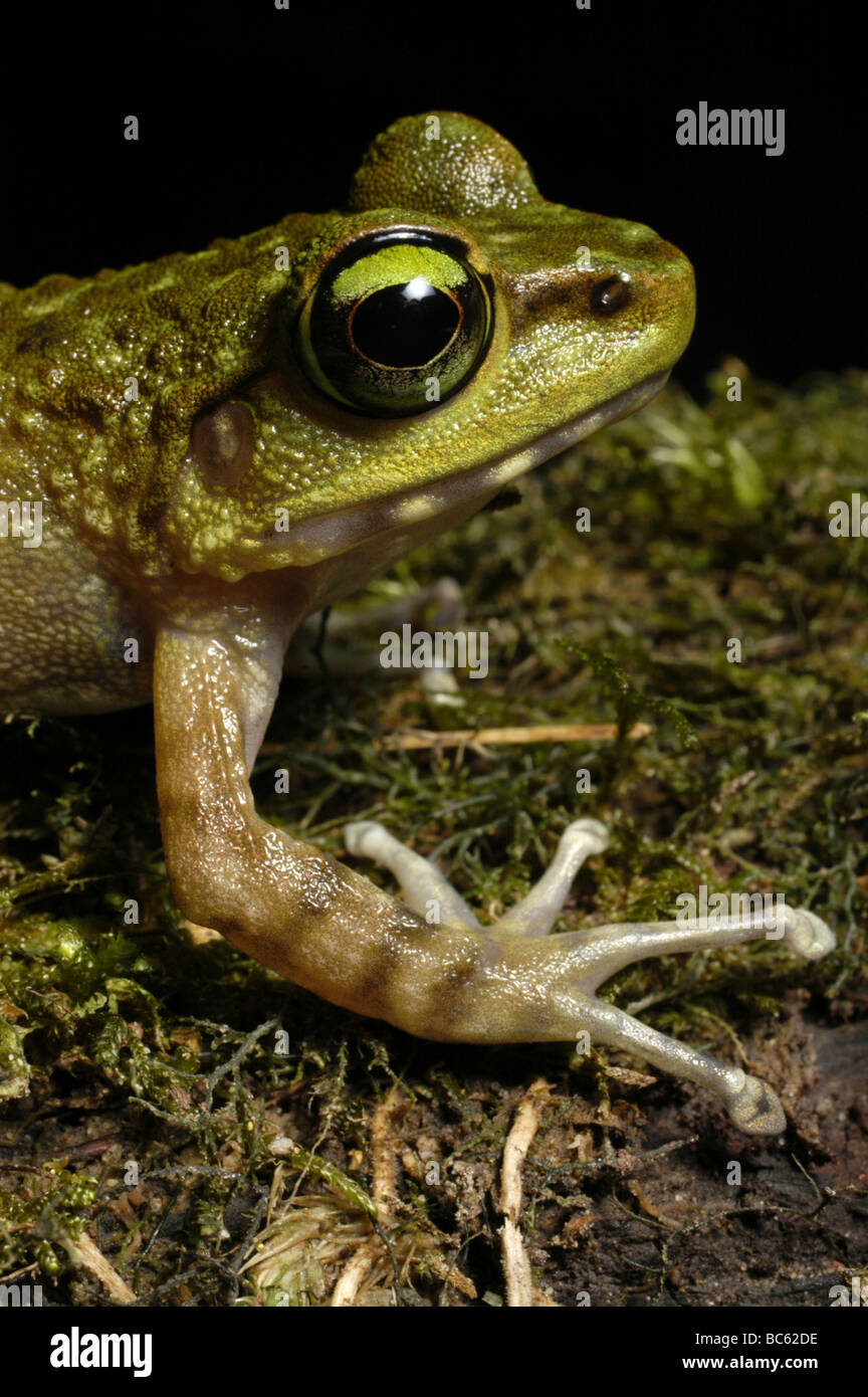 Kiau borneo frog hi-res stock photography and images - Alamy