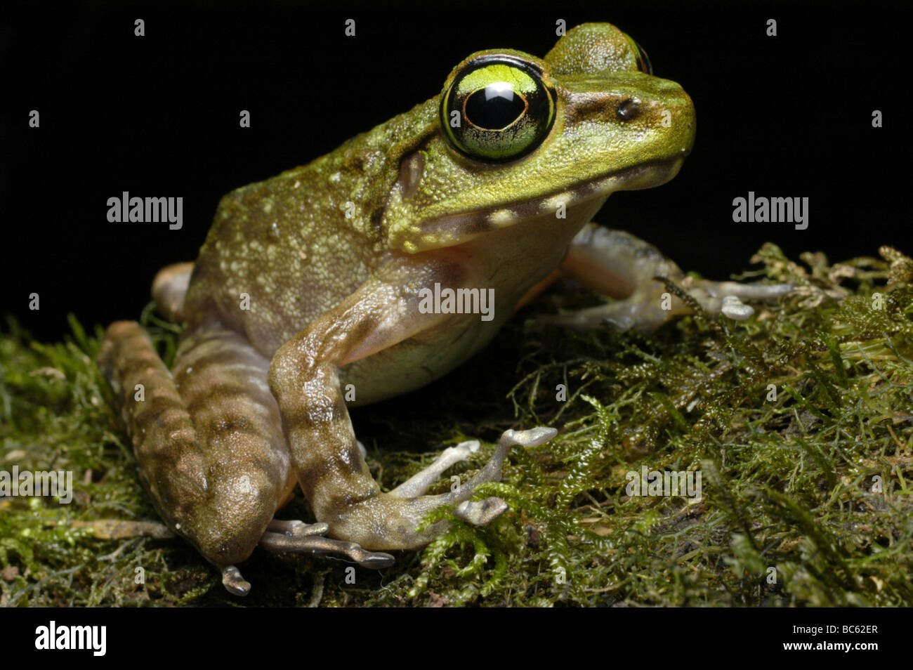 Kiau borneo frog meristogenys kinabaluensis hi-res stock photography ...