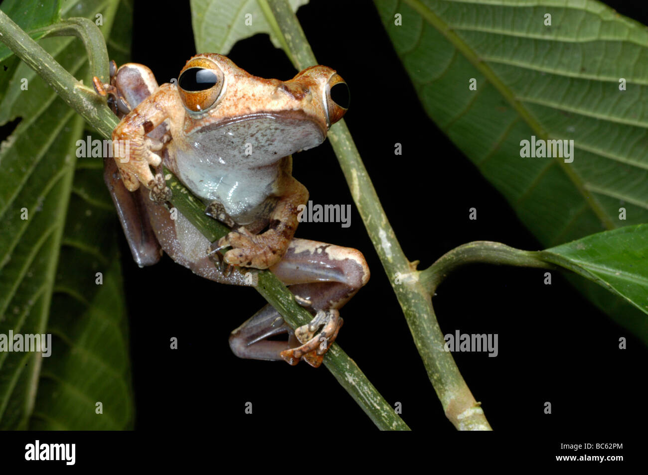 Colletts tree frog hi-res stock photography and images - Alamy