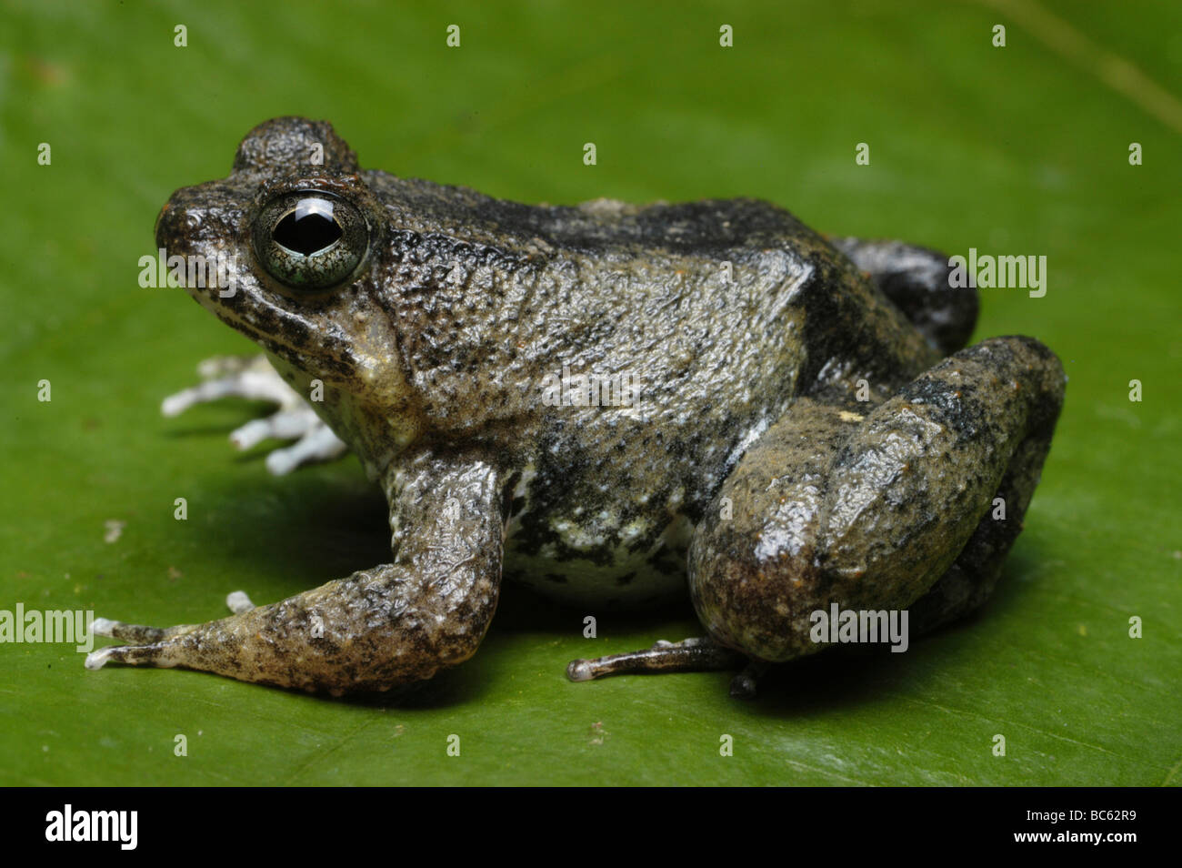 Common Puddle Frog, Occidozyga laevis Stock Photo - Alamy