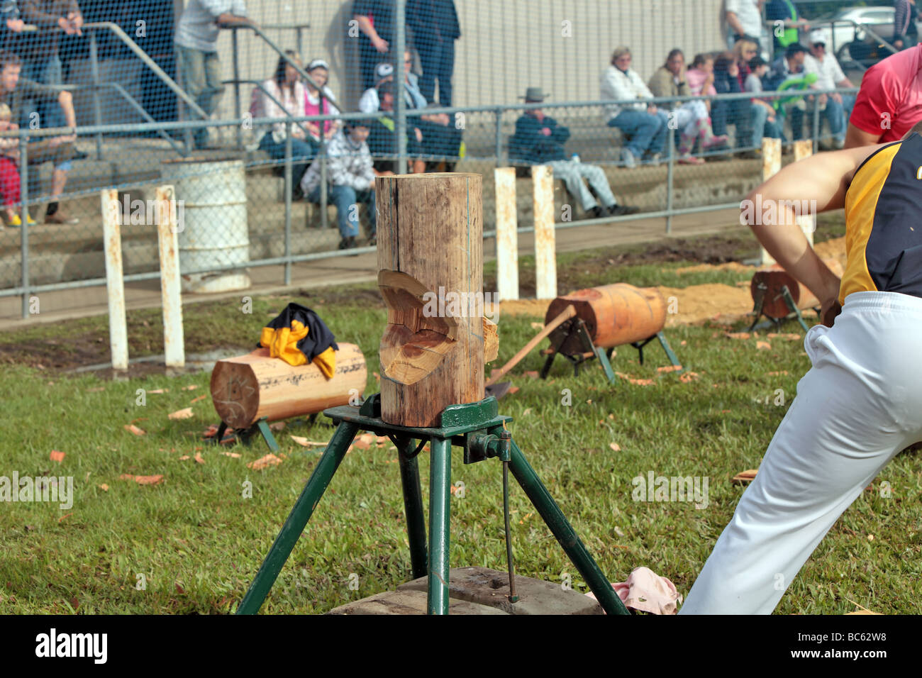 wood chopping competition with axemen in standing and upright ...