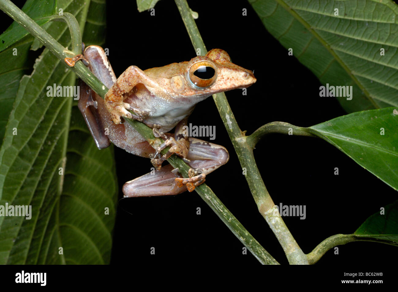 Colletti hi-res stock photography and images - Alamy