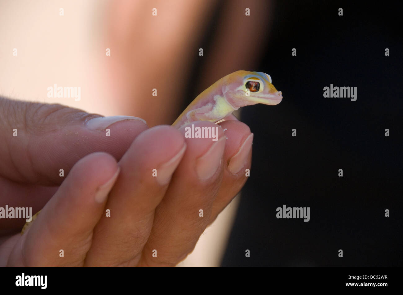Palmato gecko in namib desert hi-res stock photography and images - Alamy