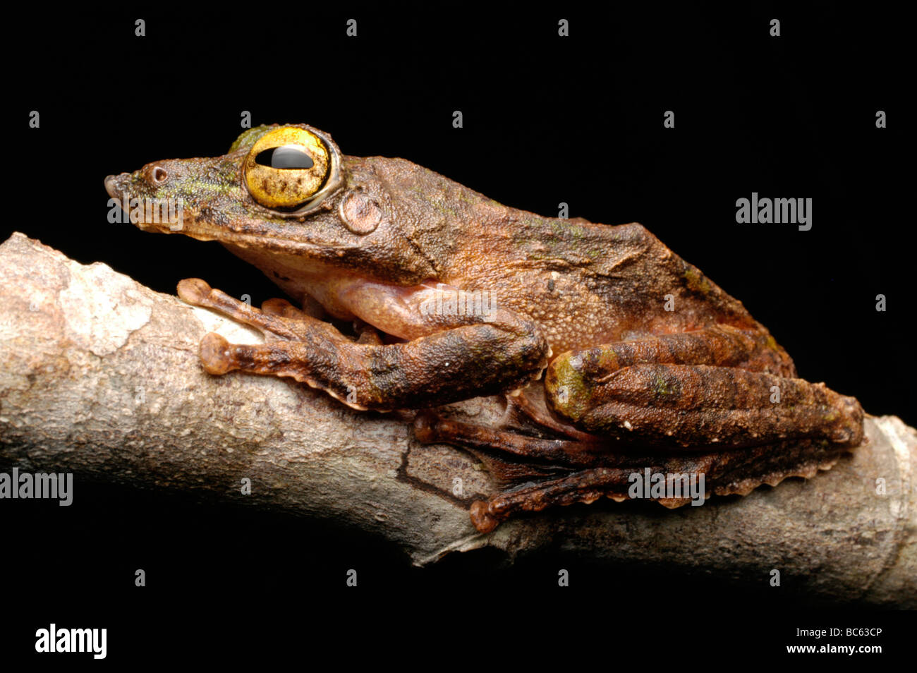 Frilled Tree Frog High Resolution Stock Photography and Images - Alamy