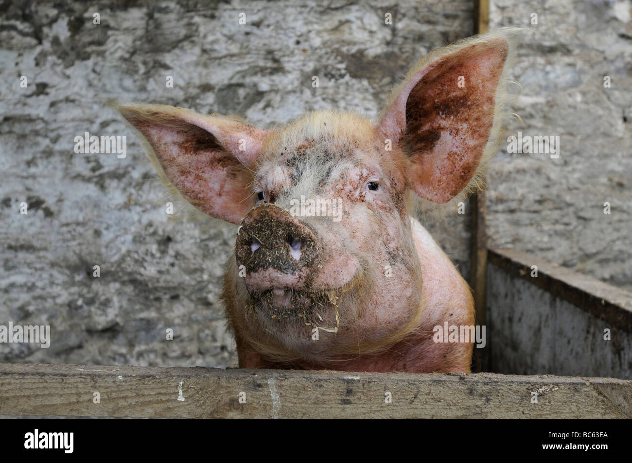 A Cornish pig in her sty Stock Photo - Alamy