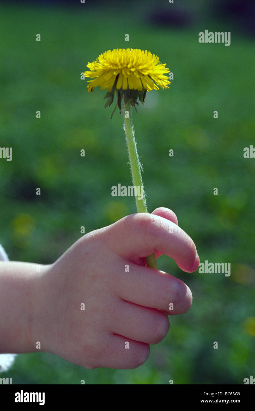 Redish flower petals hi-res stock photography and images - Alamy