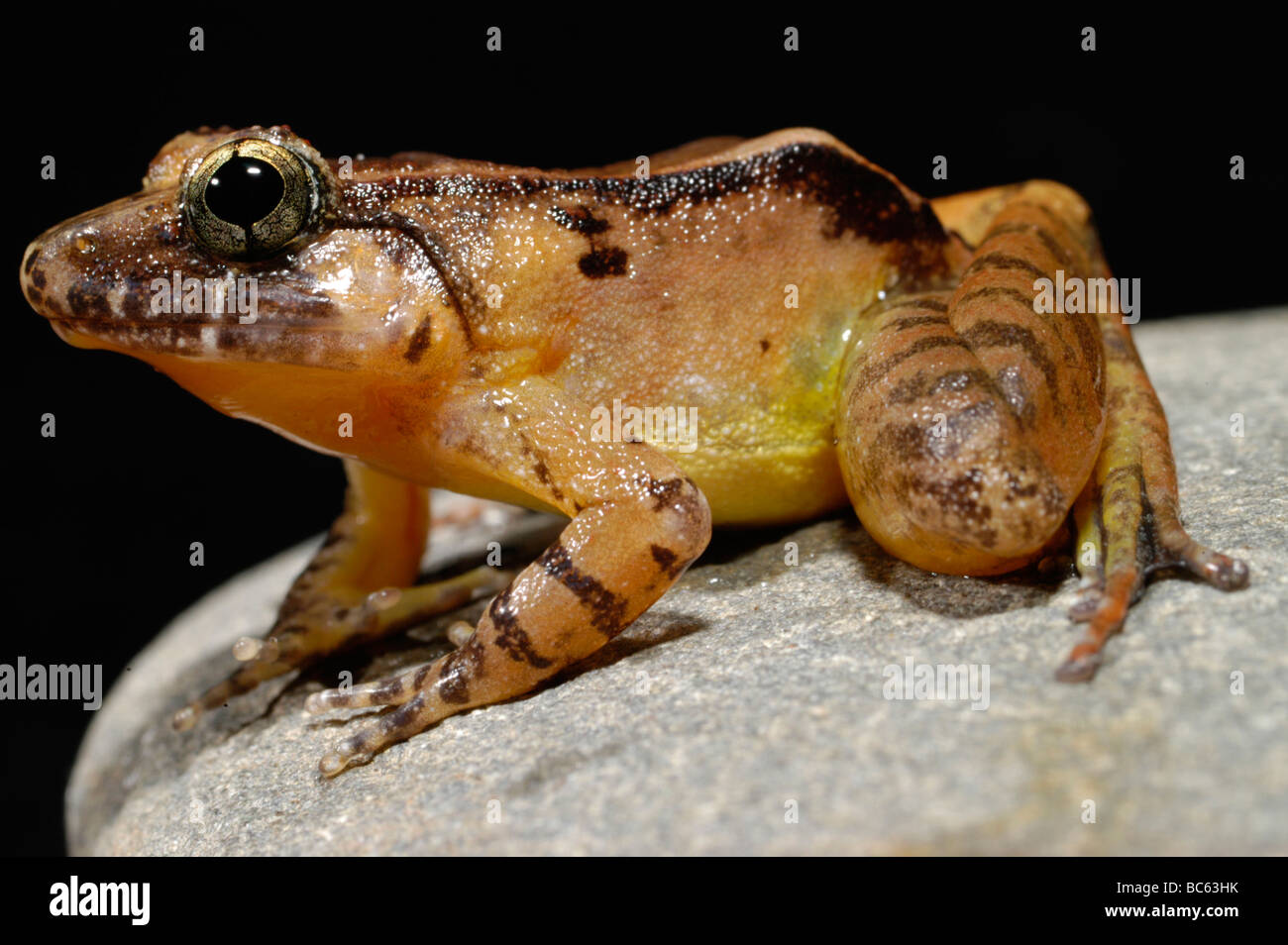 Smooth Guardian Frog, Limnonectes palavanensis Stock Photo - Alamy