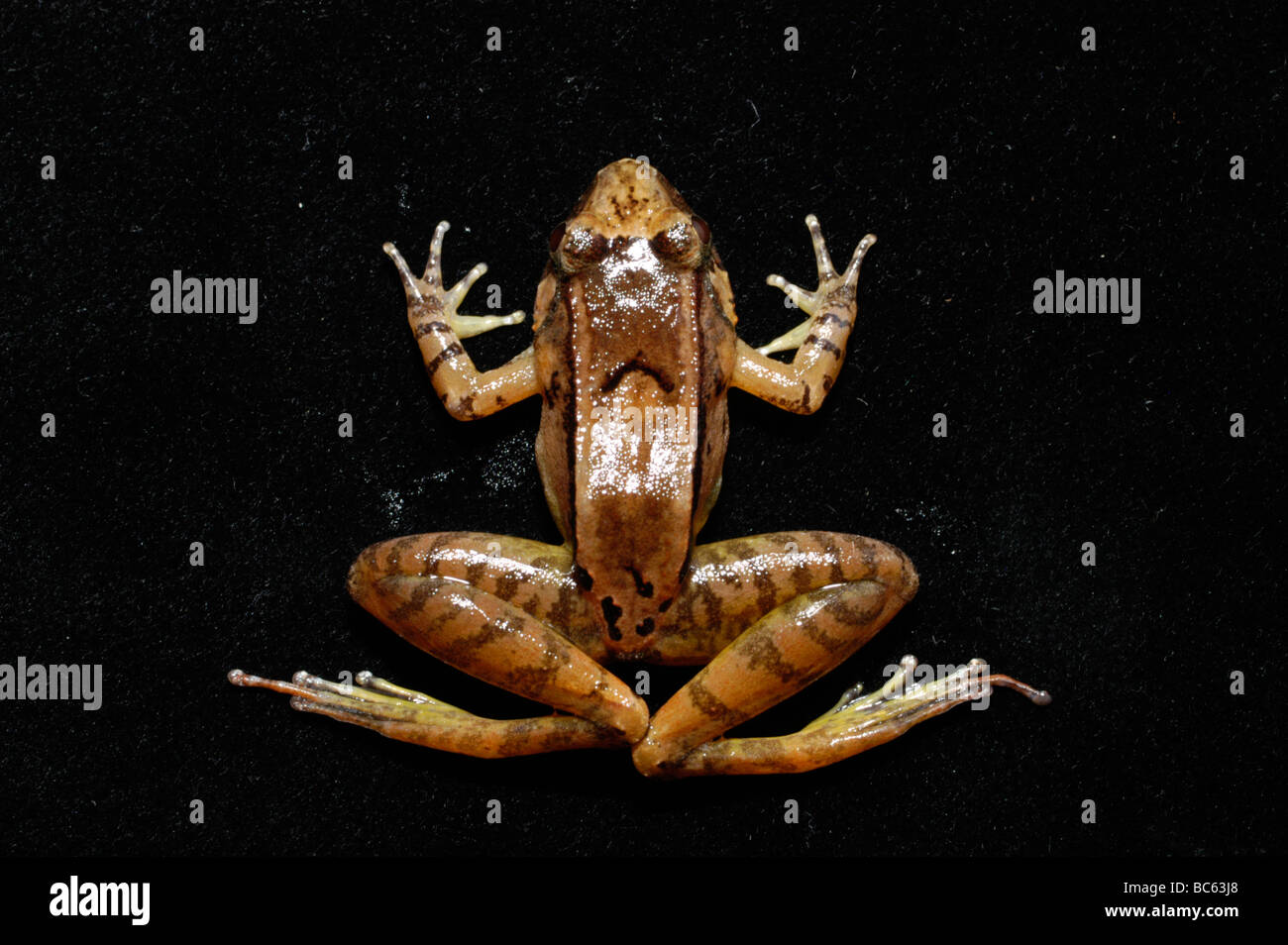 Muscular hind legs High Resolution Stock Photography and Images - Alamy