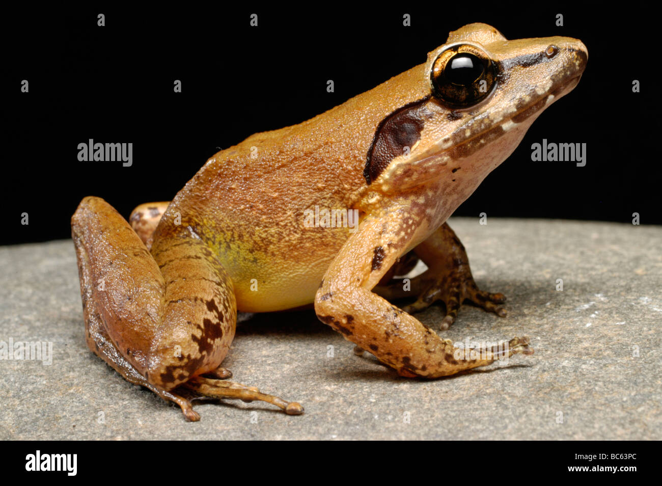 Limnonectes paramacrodon a threatened species of Frog from Southeast ...