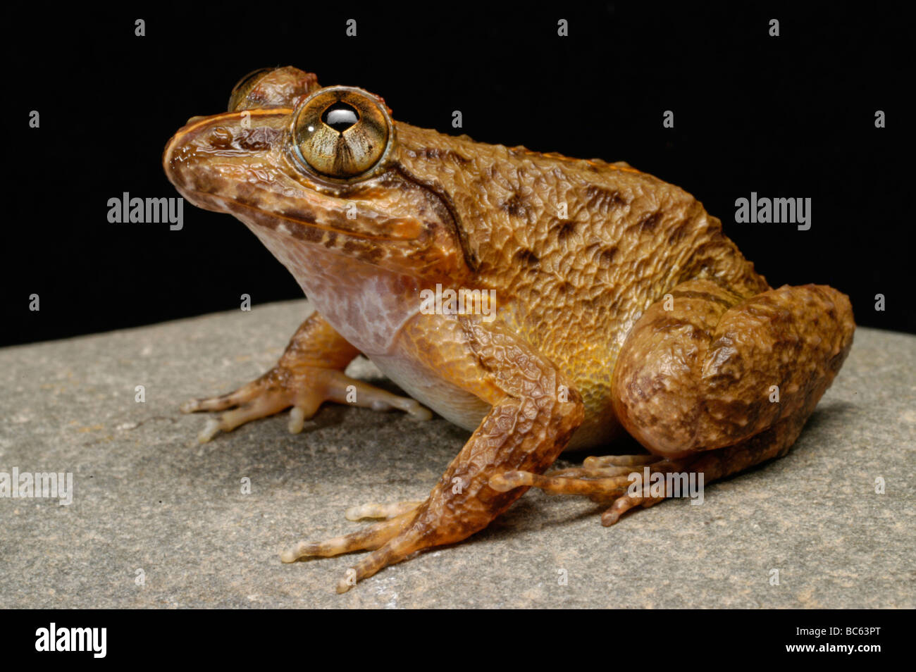 Rivulet Frog, Limnonectes laticeps Stock Photo - Alamy