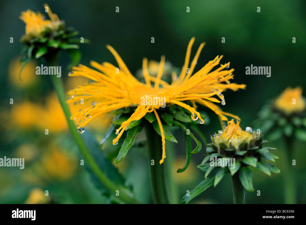 Yellow Inula flowers covered with rain drops Stock Photo - Alamy