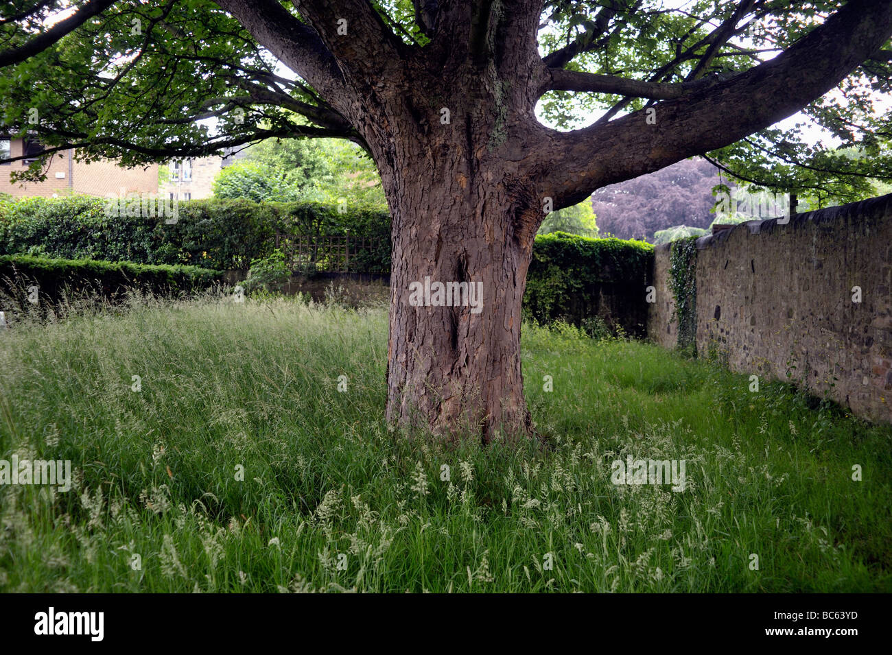 Trees among grass Stock Photo - Alamy
