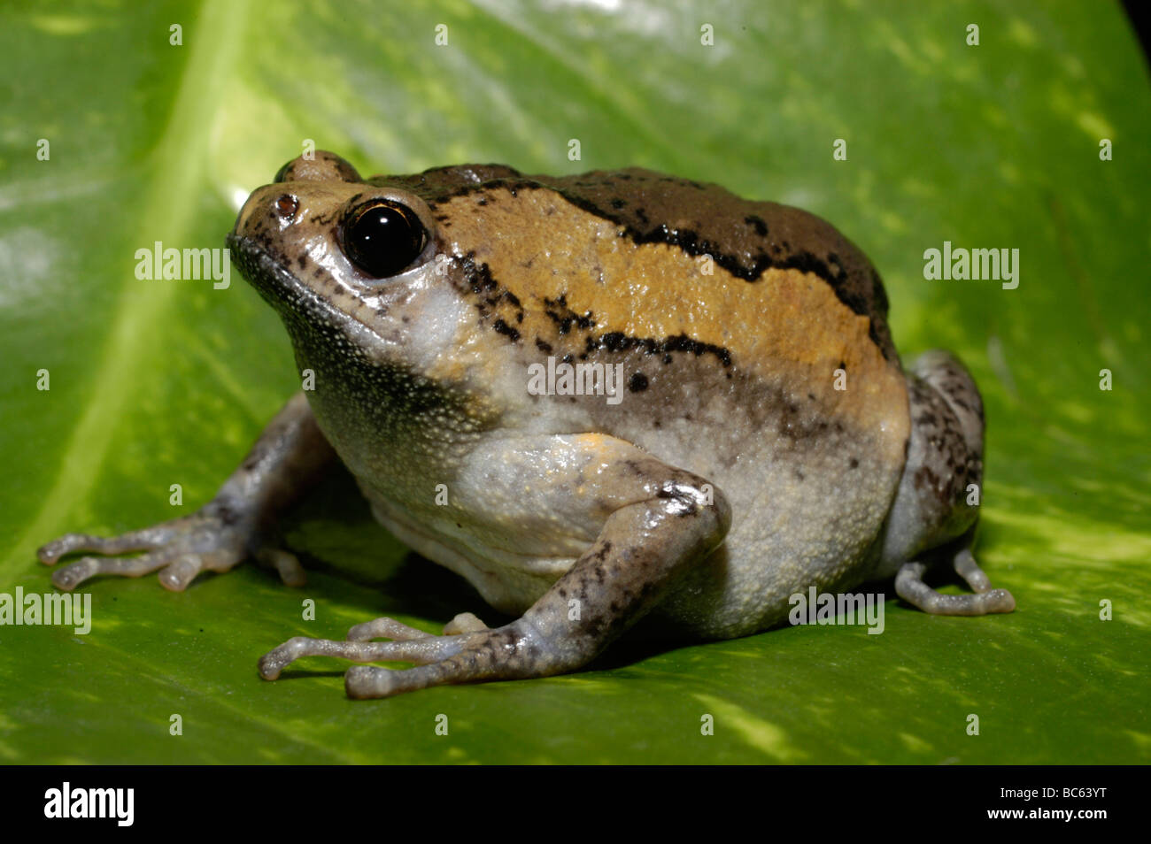 Malaysian Narrow-mouthed Toad, Kaloula pulchra, which is also known as ...