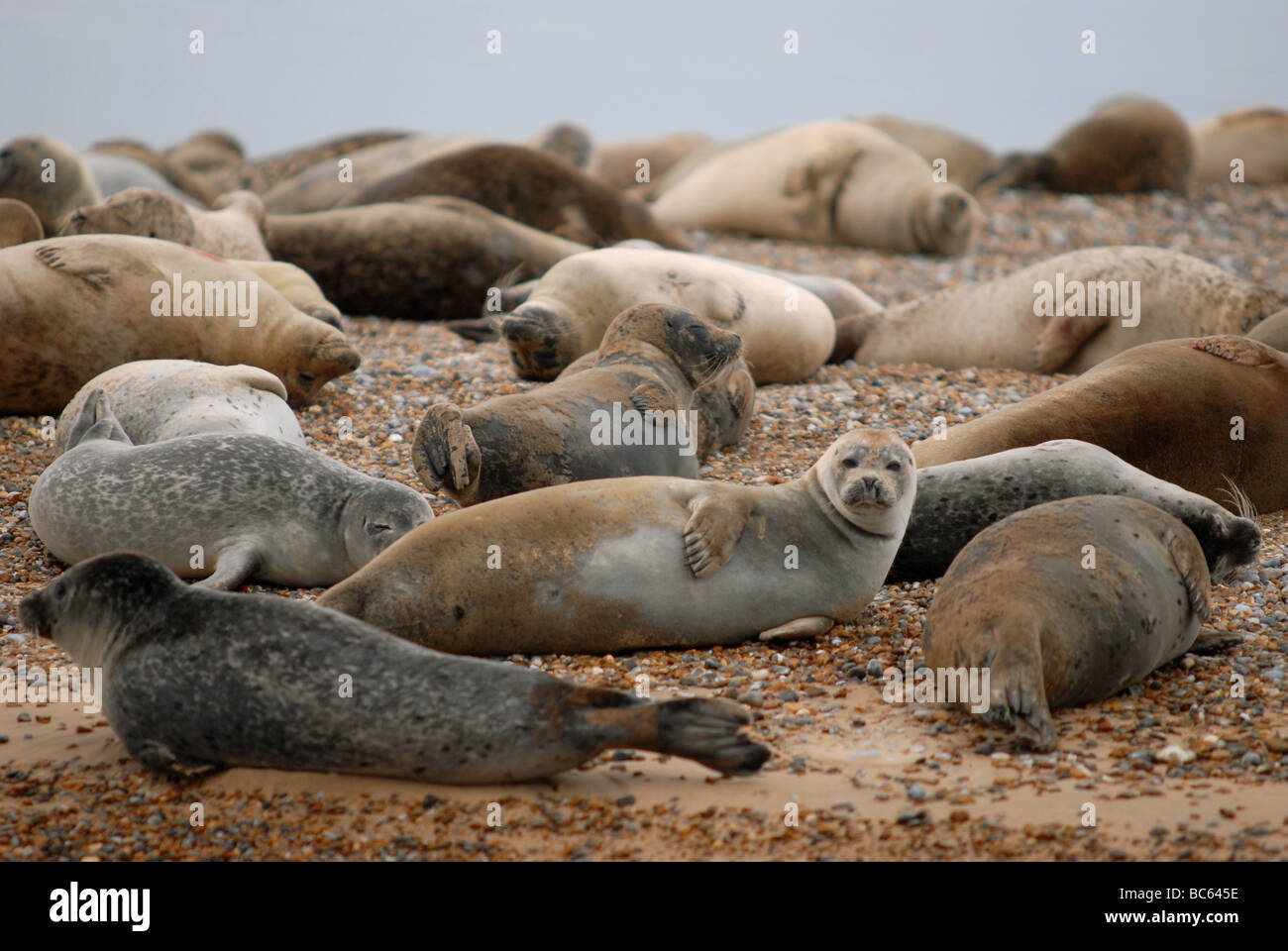 Seals on Blakeney Point, Norfolk Stock Photo - Alamy