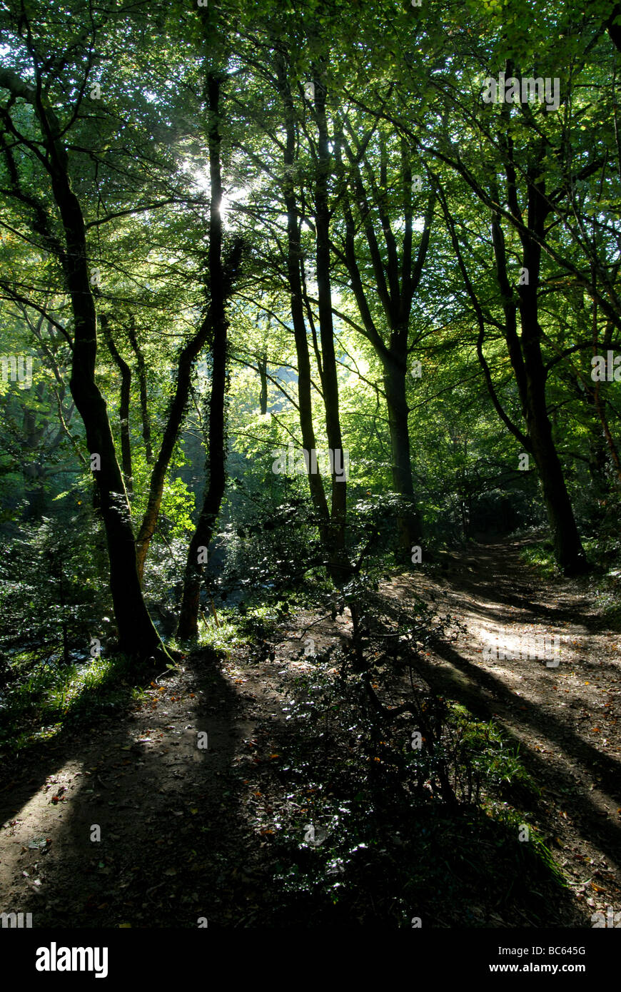 Bridford Woods High Resolution Stock Photography and Images - Alamy