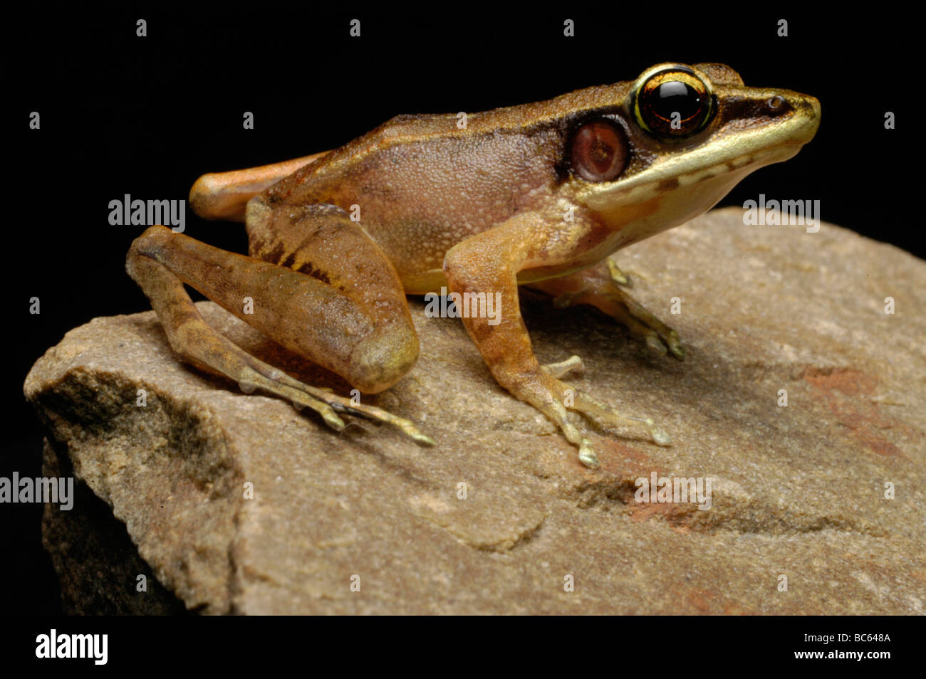 Torrent frogs hi-res stock photography and images - Alamy