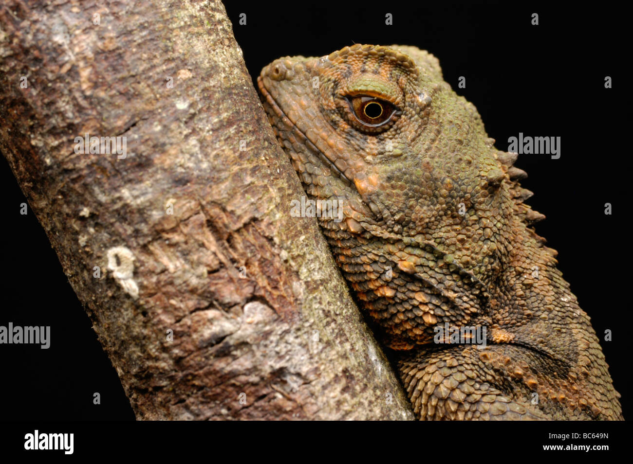 Sabah Eyebrow Lizard, Phoxophrys borneensis Stock Photo - Alamy