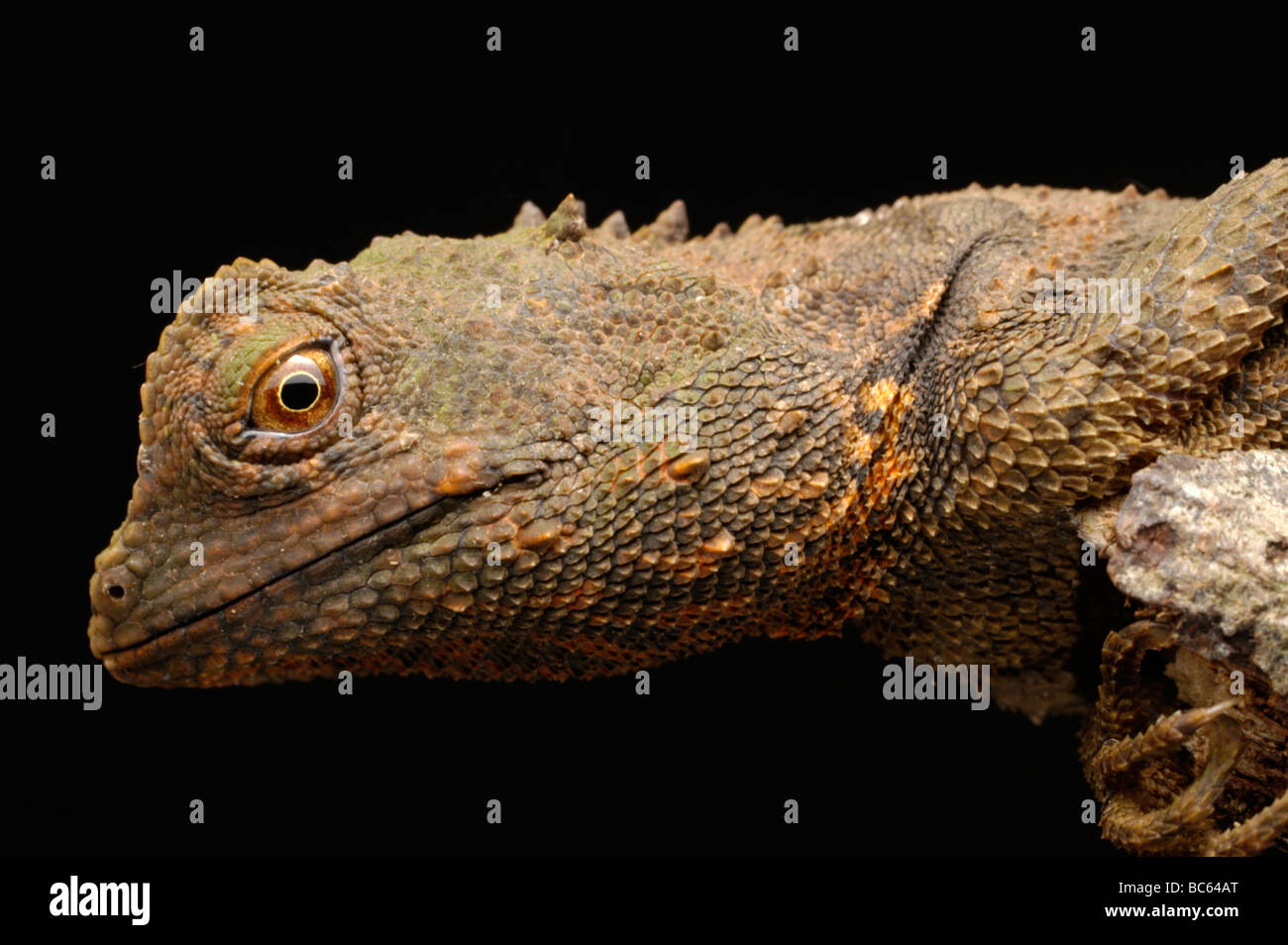Sabah Eyebrow Lizard, Phoxophrys borneensis Stock Photo - Alamy